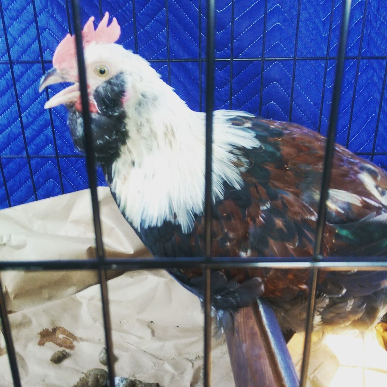 Assortment of Cockerels. Salmon Faverolles, Black Copper Marans, Blue ...