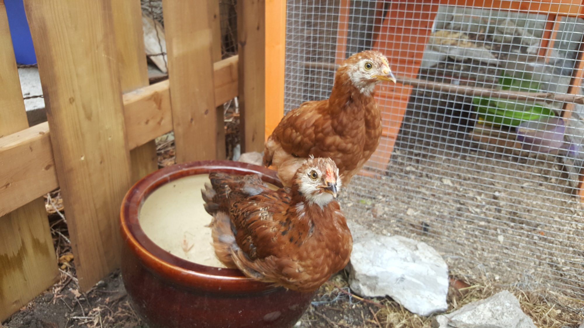 Sexing Easter Eggers Page 21 Backyard Chickens Learn How To Raise Chickens