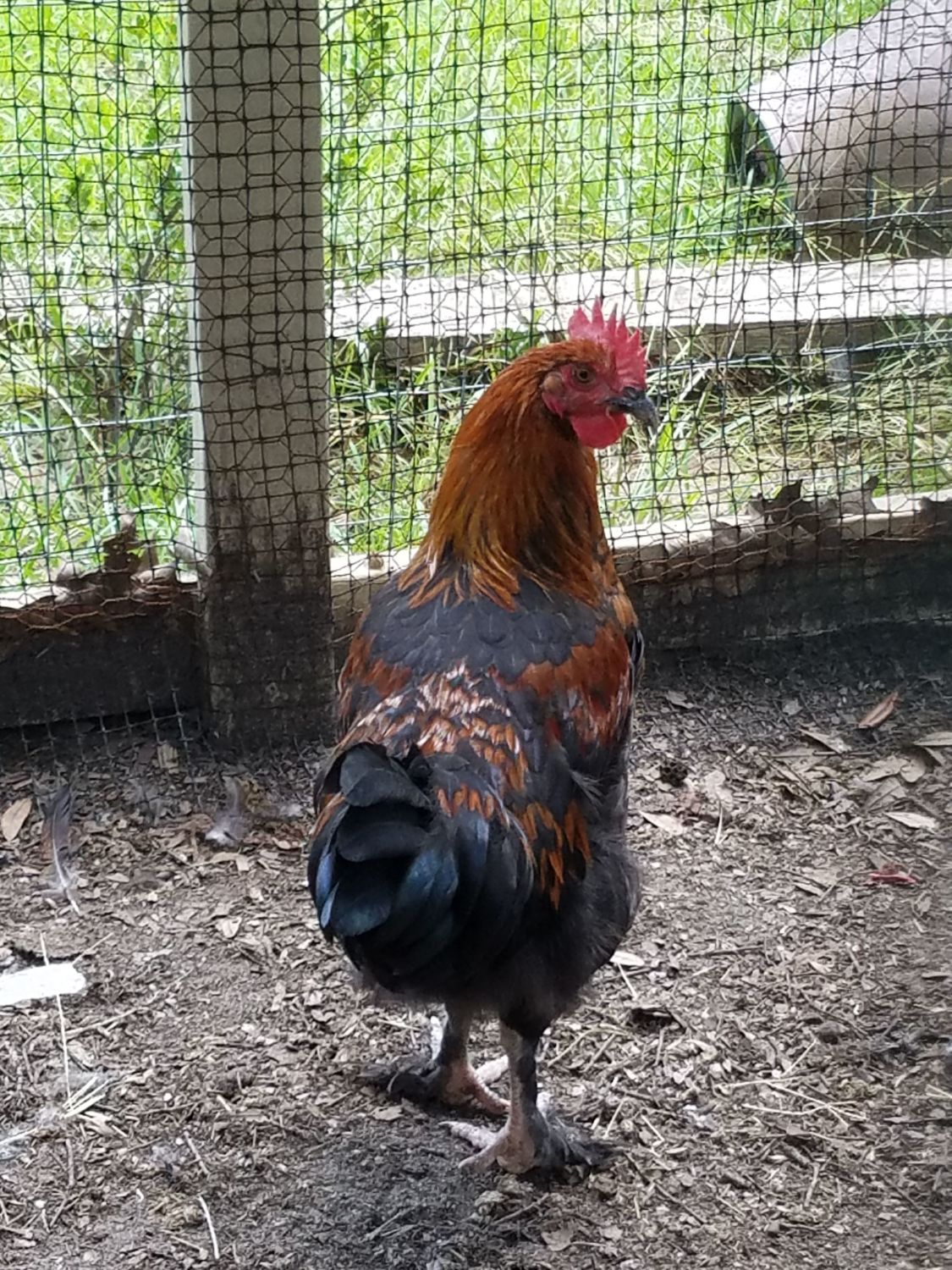Hen or roo | BackYard Chickens - Learn How to Raise Chickens