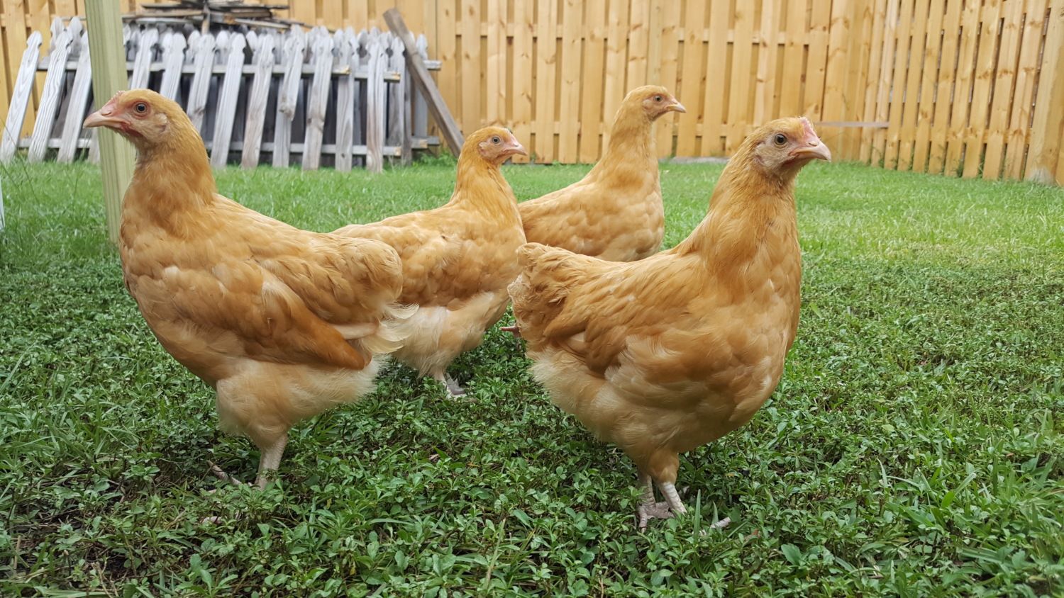 Buff Orpington pullet or roo? | BackYard Chickens - Learn How to Raise ...