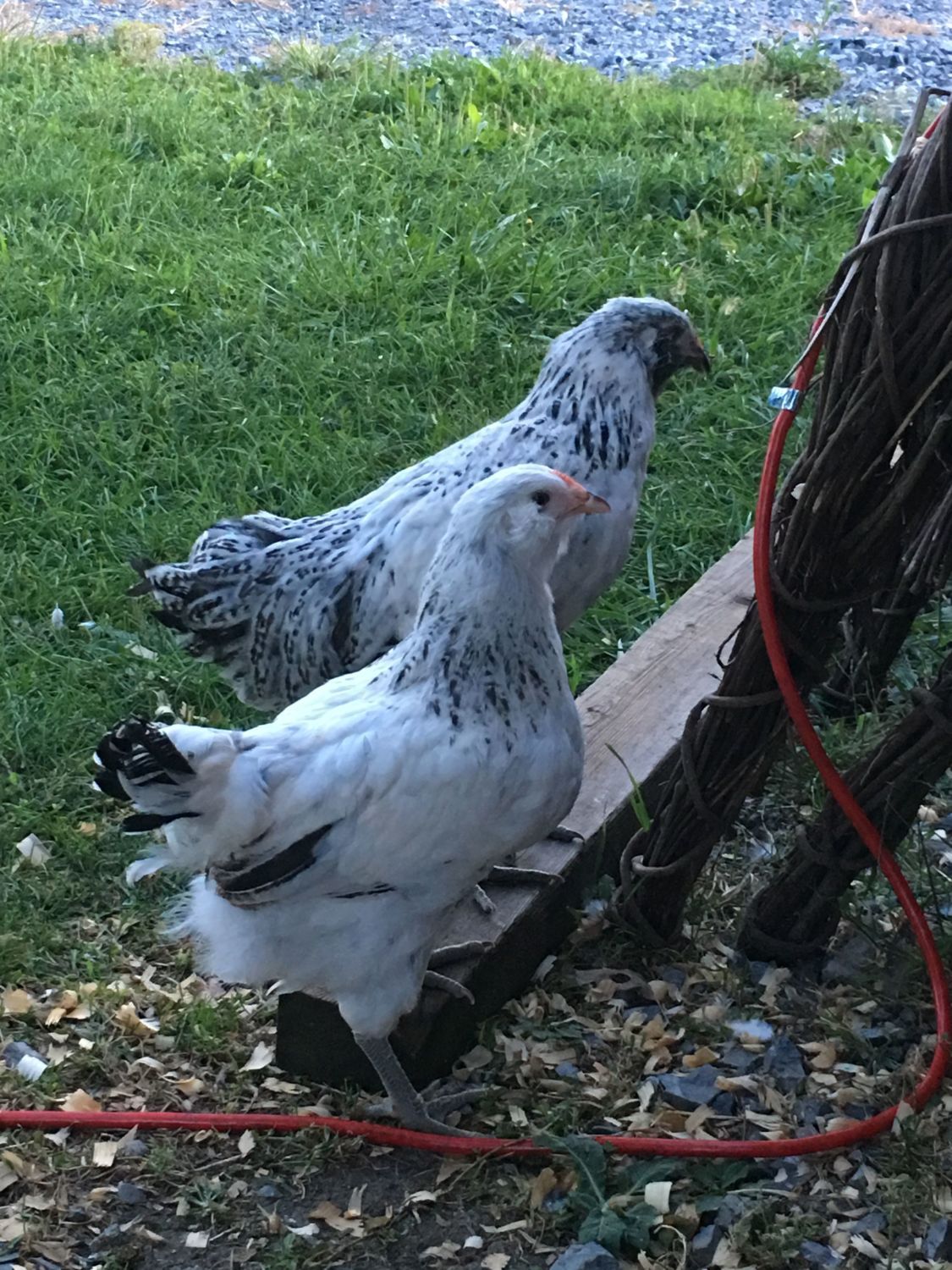 Three new Easter Eggers. Hens?? | BackYard Chickens - Learn How to ...