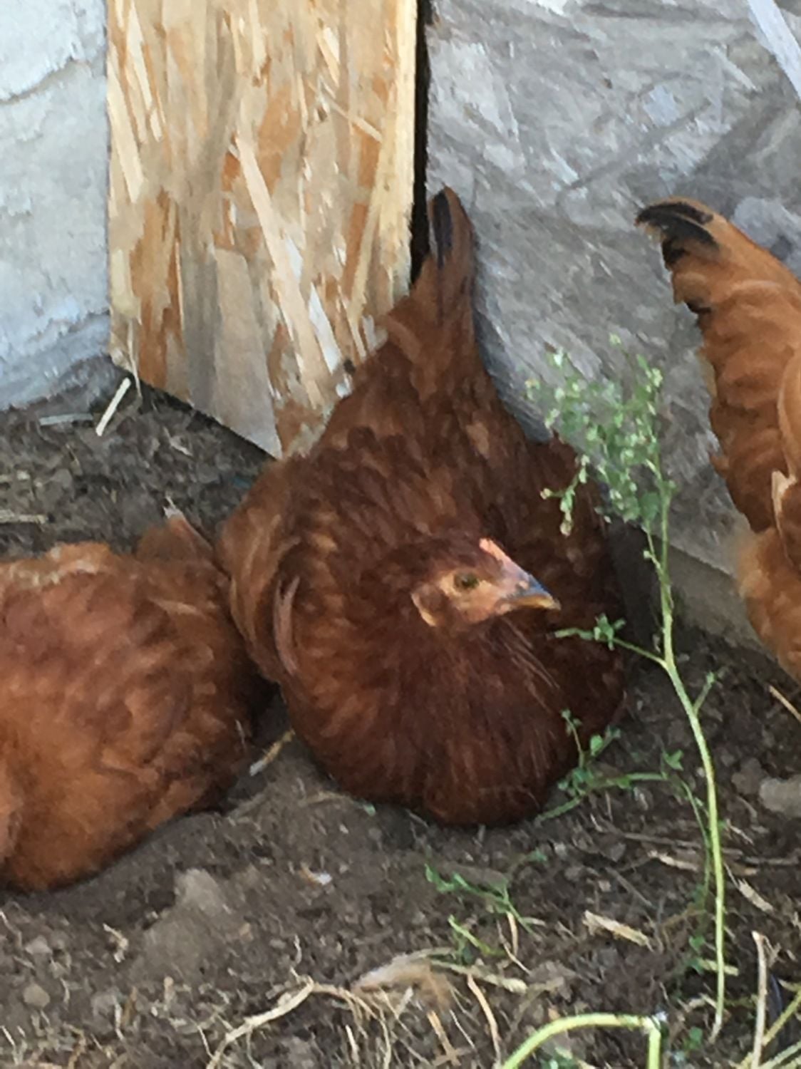 Red Sussex cross or Rhode Island Red? | BackYard Chickens - Learn How ...