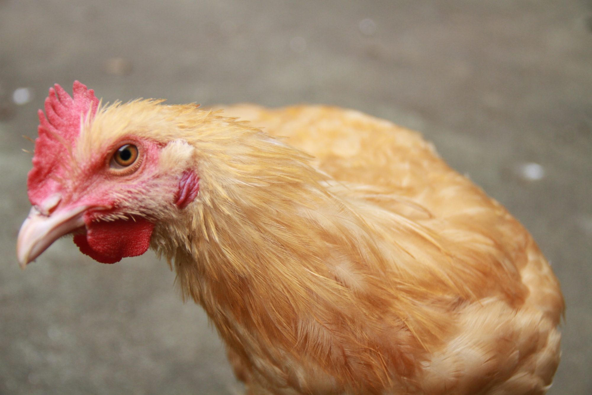 Buff Orpington Roo or Hen? | BackYard Chickens - Learn How to Raise ...