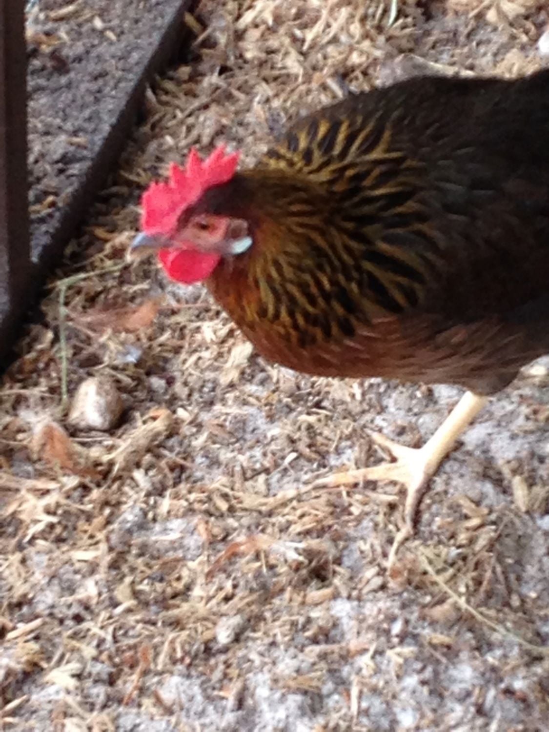 Hen or Roo | BackYard Chickens - Learn How to Raise Chickens
