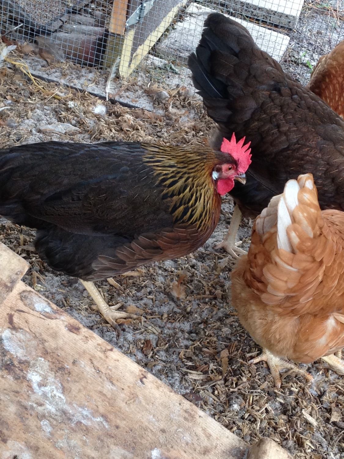 Hen or Roo | BackYard Chickens - Learn How to Raise Chickens