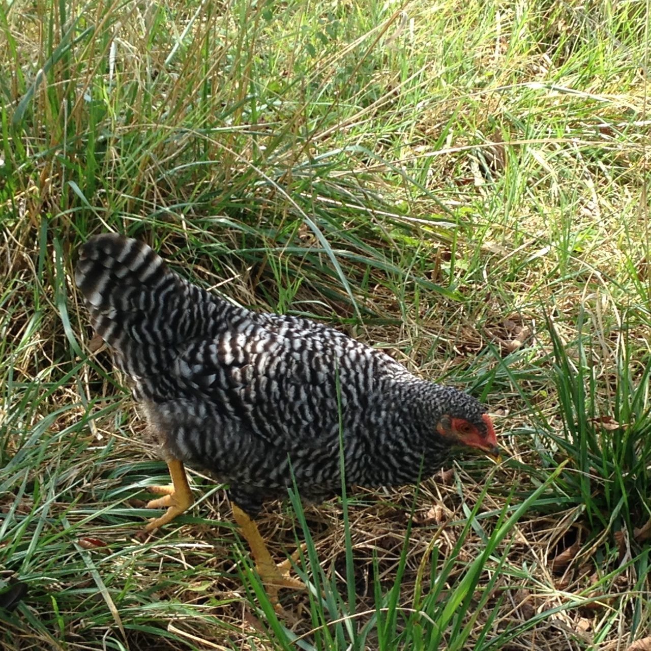 Cream legbar roo? | BackYard Chickens - Learn How to Raise Chickens