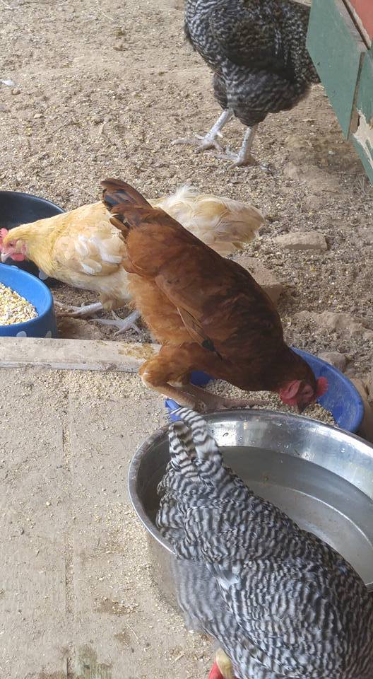 Little Red Hen... and matching rooster? | BackYard Chickens - Learn How ...