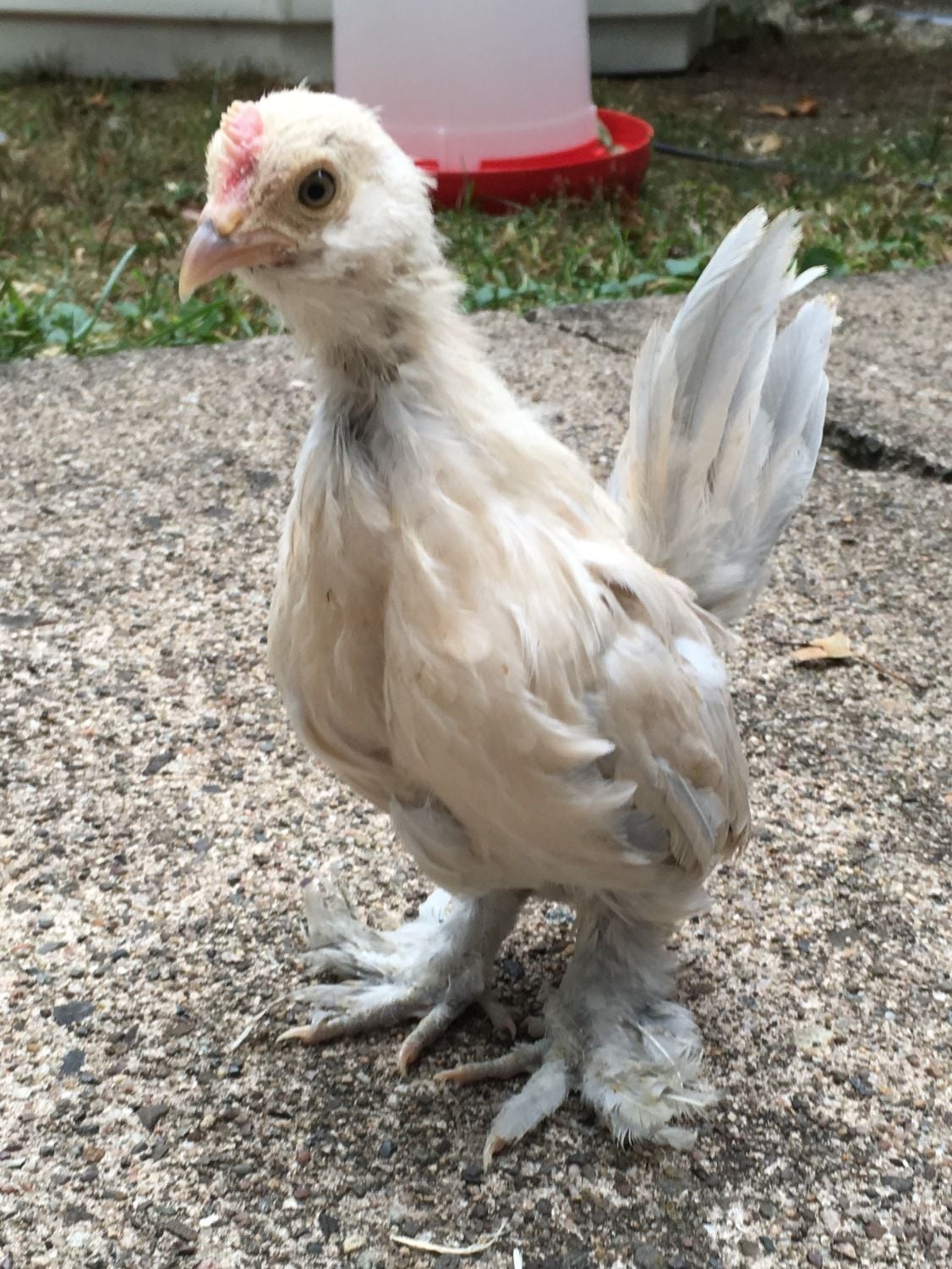 Porcelain d'uccle at 6.5 weeks | BackYard Chickens - Learn How to Raise ...