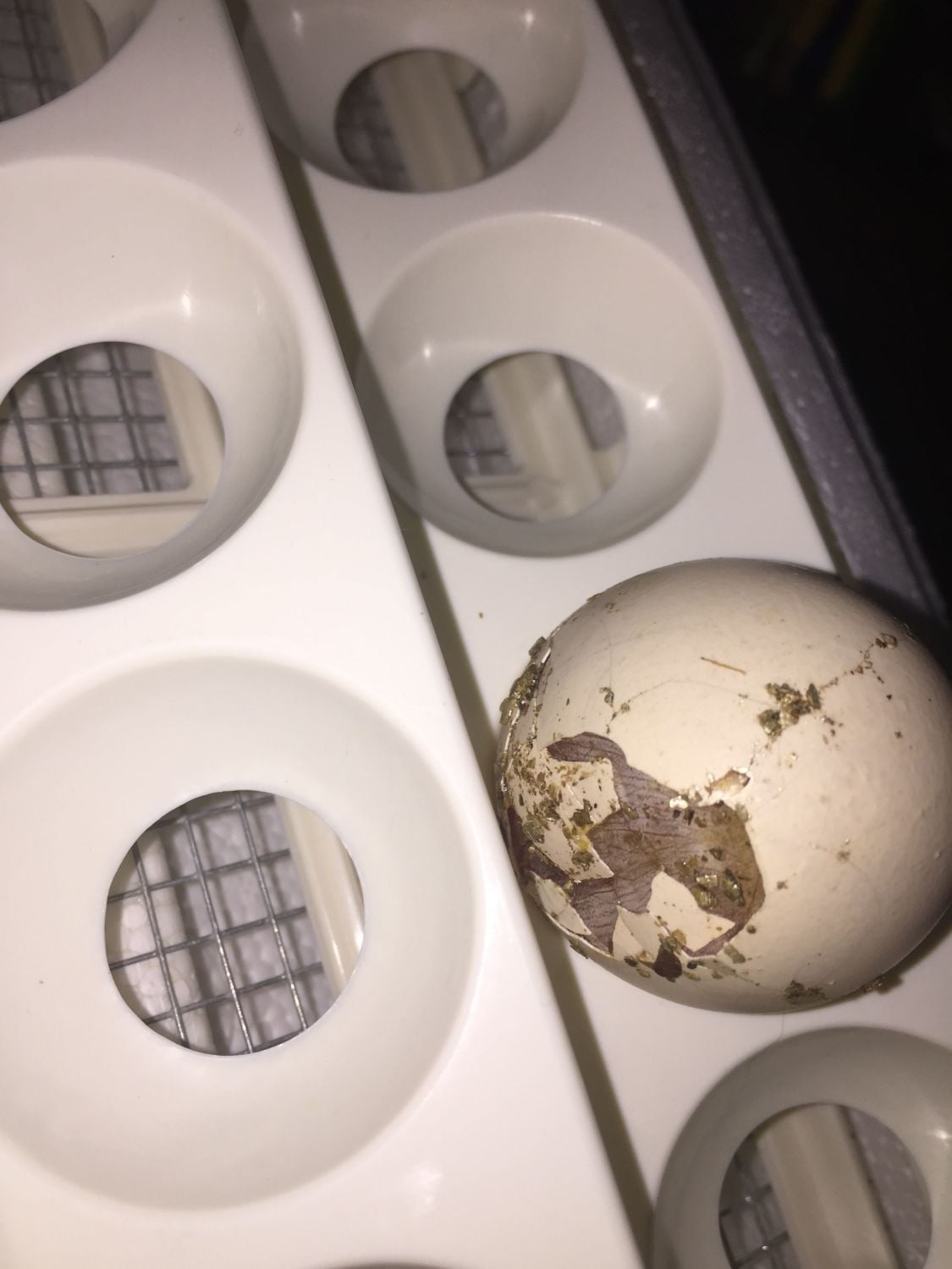 Cracked hatching eggs | BackYard Chickens - Learn How to Raise Chickens