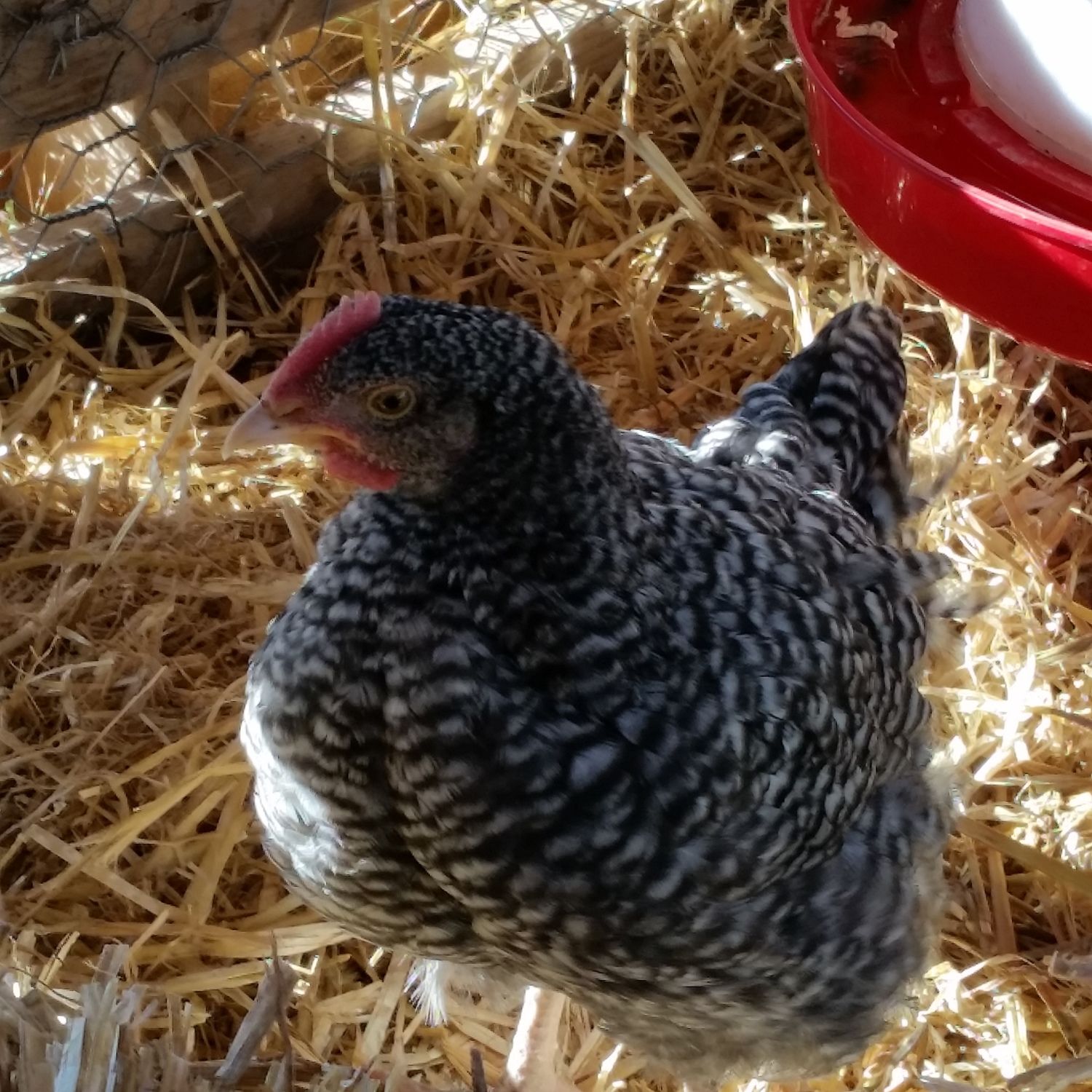 A Barred Rock pullet?? | BackYard Chickens - Learn How to Raise Chickens