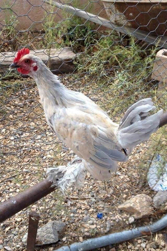 Booted bantam info!! | BackYard Chickens - Learn How to Raise Chickens