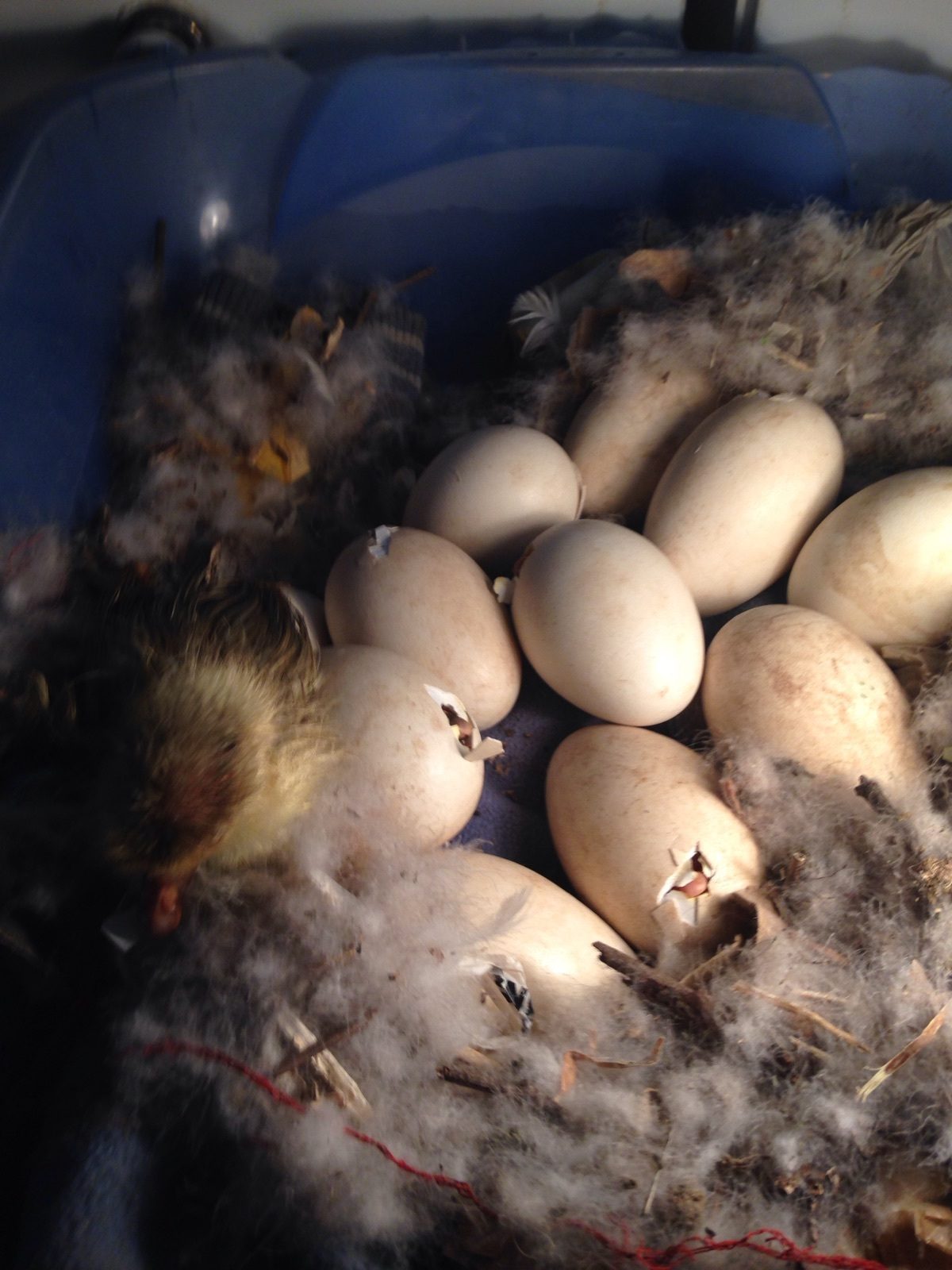 Goose Eggs Hatching