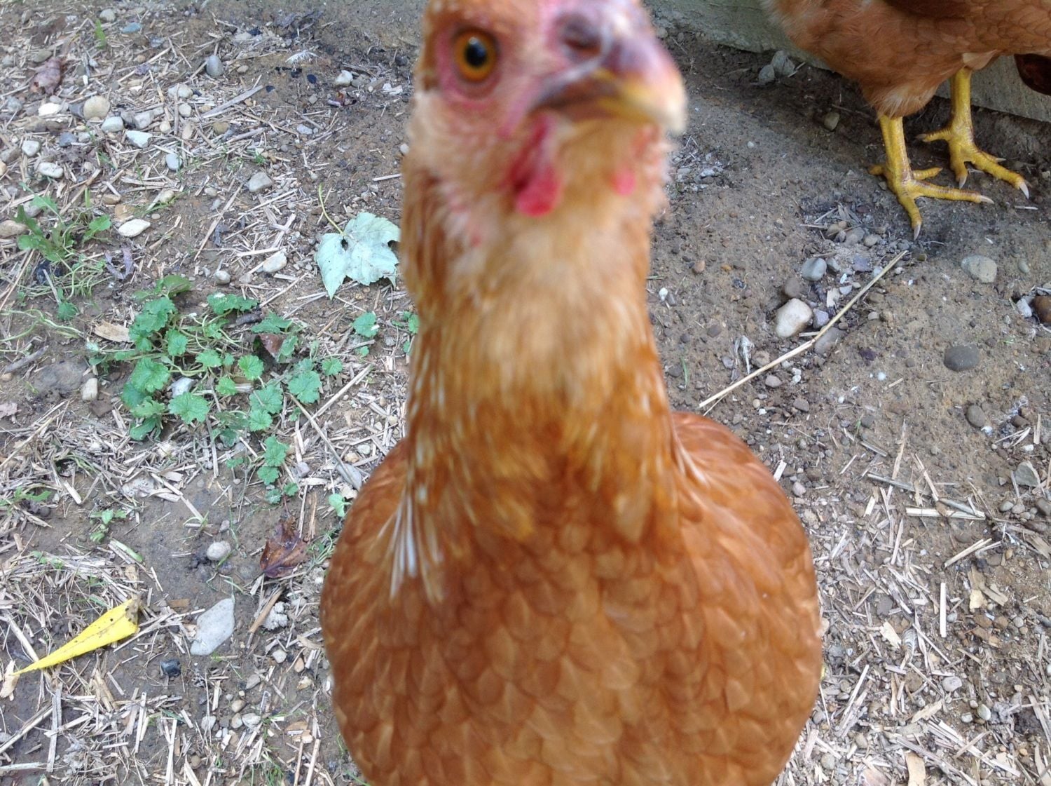 New chickie mom fron u.s. | BackYard Chickens - Learn How to Raise Chickens