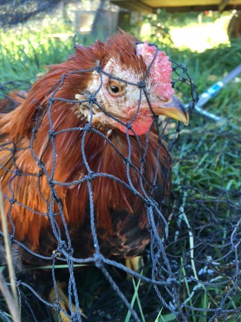 White face? | BackYard Chickens - Learn How to Raise Chickens
