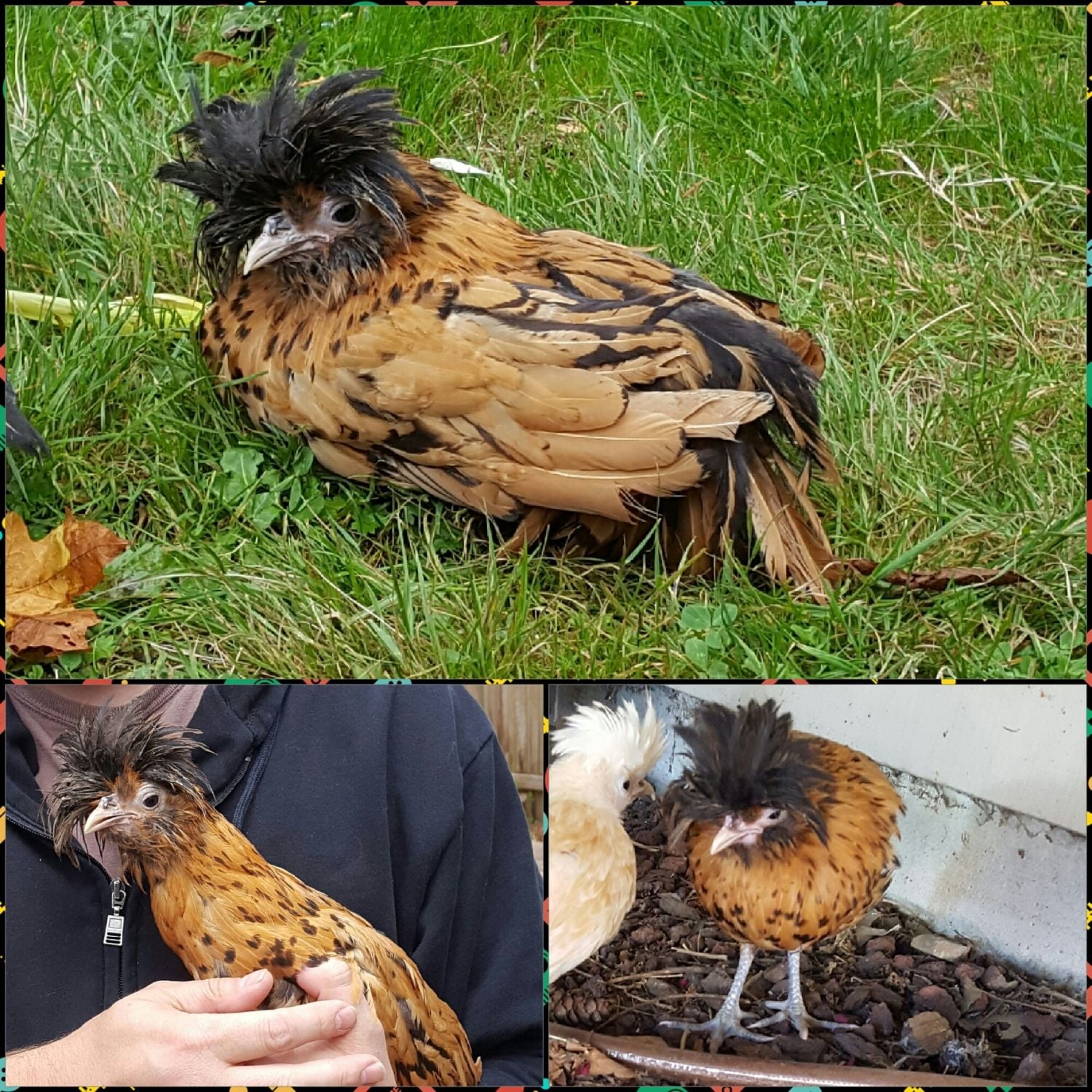 Brabanter or Polish? | BackYard Chickens - Learn How to Raise Chickens