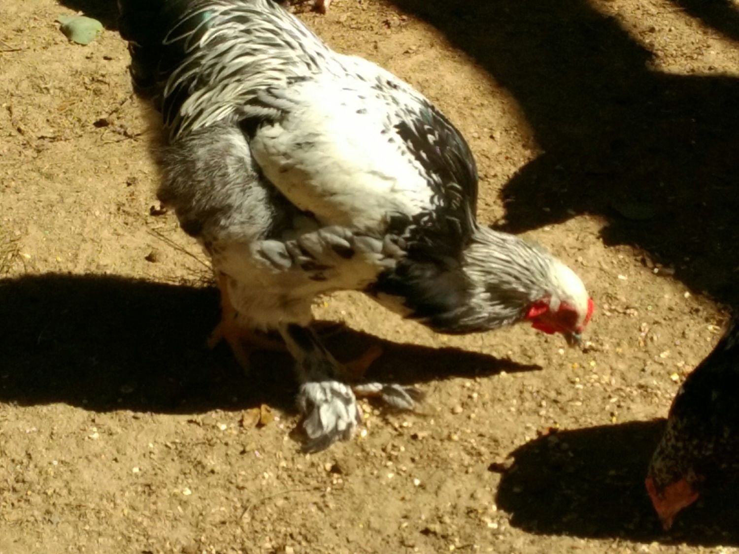 Light Brahma just not sure.... | BackYard Chickens - Learn How to Raise ...