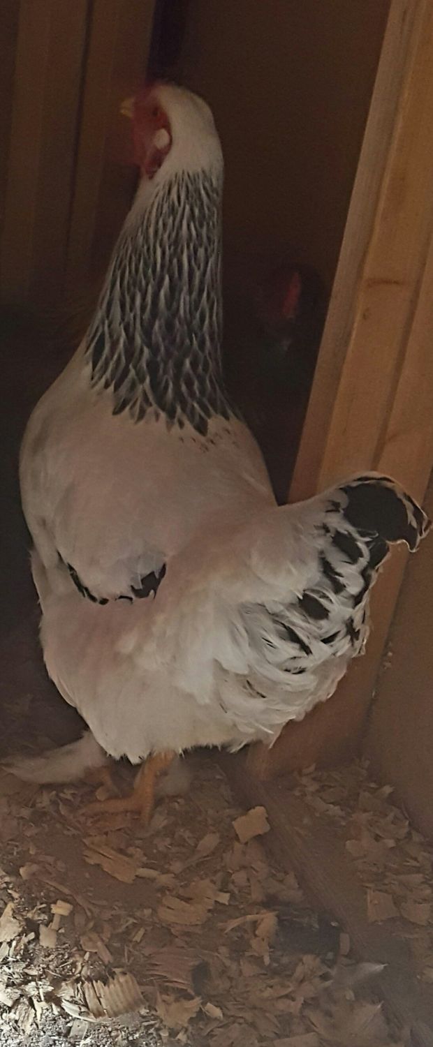 Hen or Roo? - Light Brahma | BackYard Chickens - Learn How to Raise ...