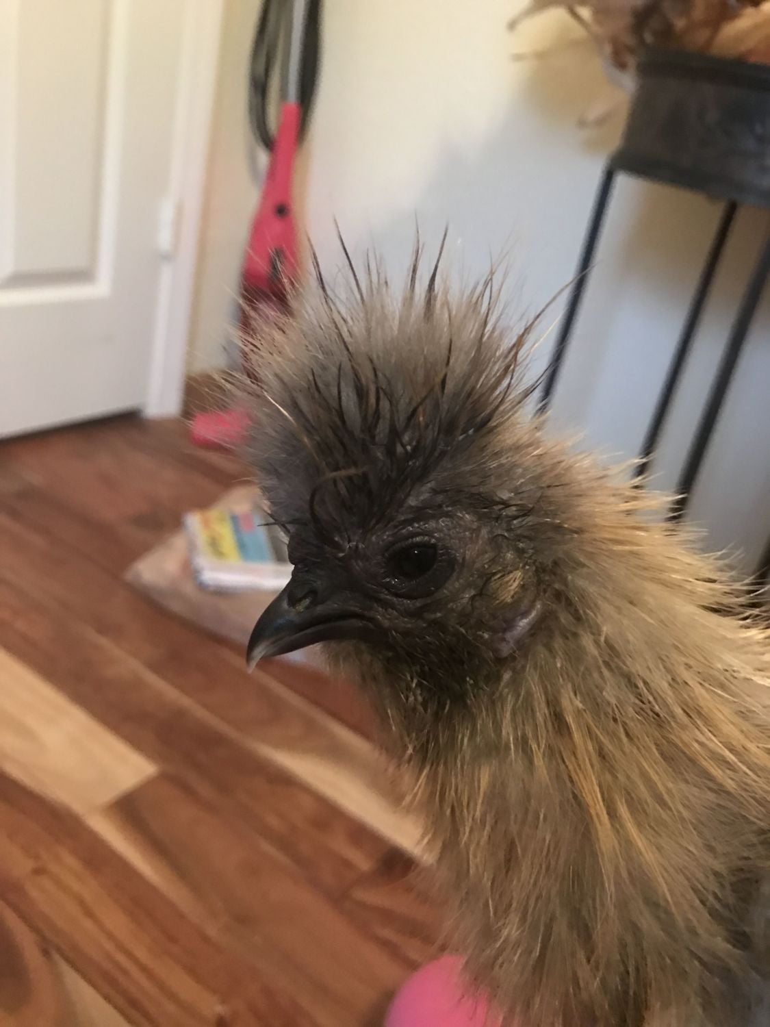 Silkie-Hen or Roo? | BackYard Chickens - Learn How to Raise Chickens