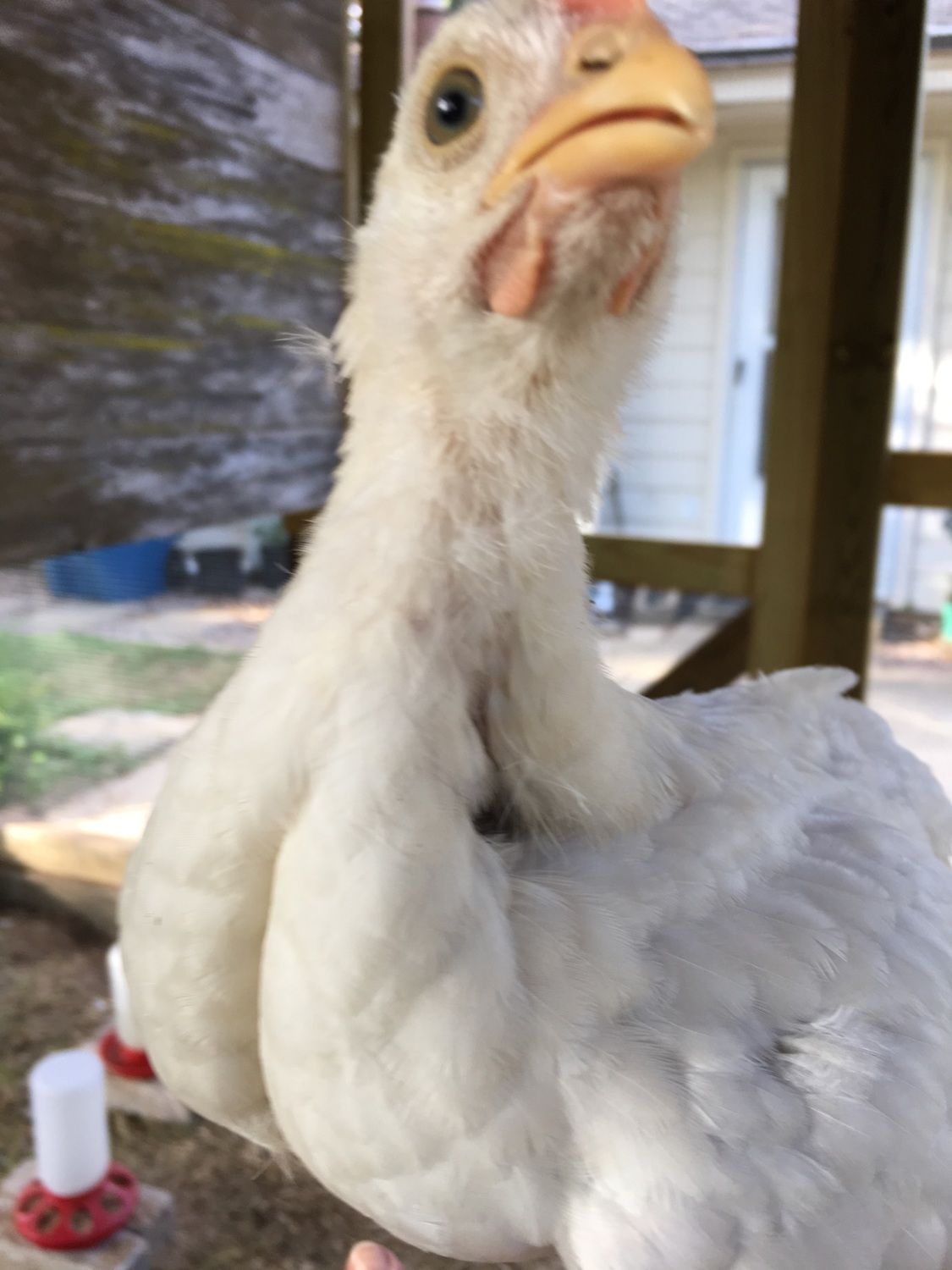 7 week old leghorn chick. Male or female? | BackYard Chickens - Learn ...