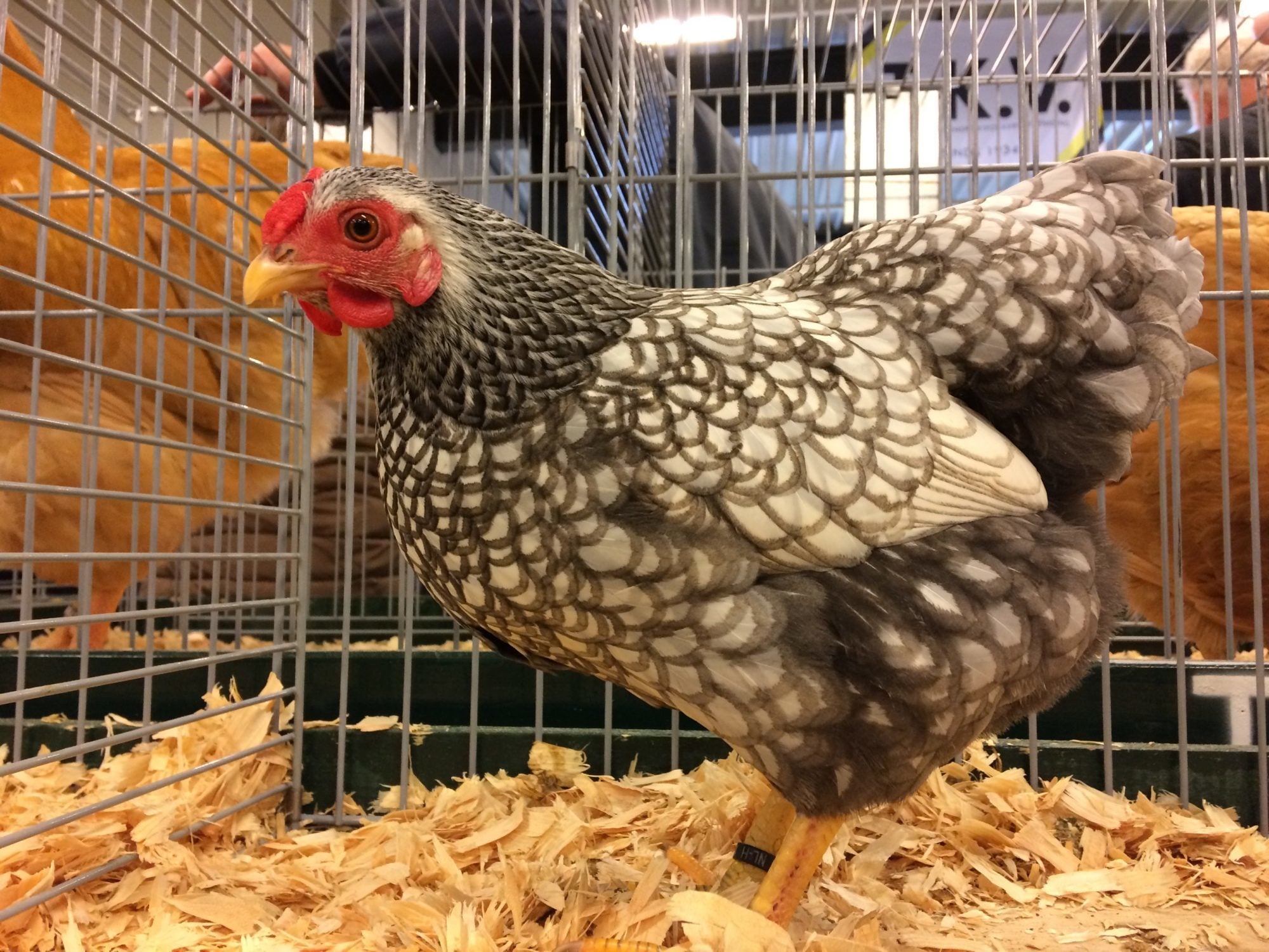 Blue Laced Silver Wyandotte or Orpington? | Page 5 | BackYard Chickens ...