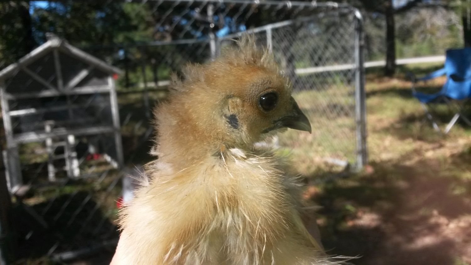 5 week old Silkie, roo or hen? | BackYard Chickens - Learn How to Raise ...