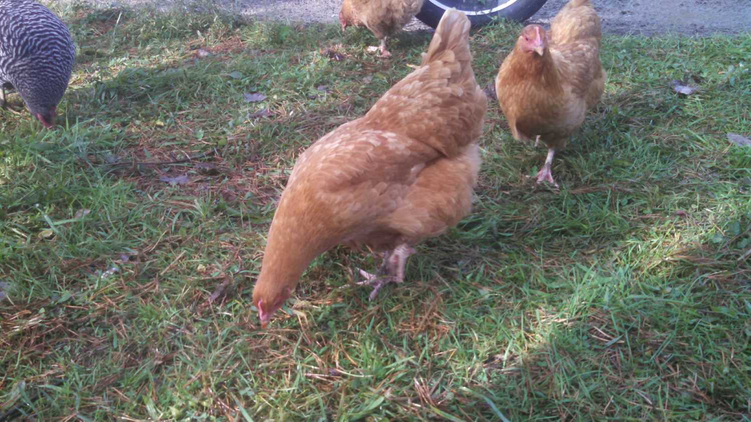 Any ideas on my mutt chickens? | BackYard Chickens - Learn How to Raise ...