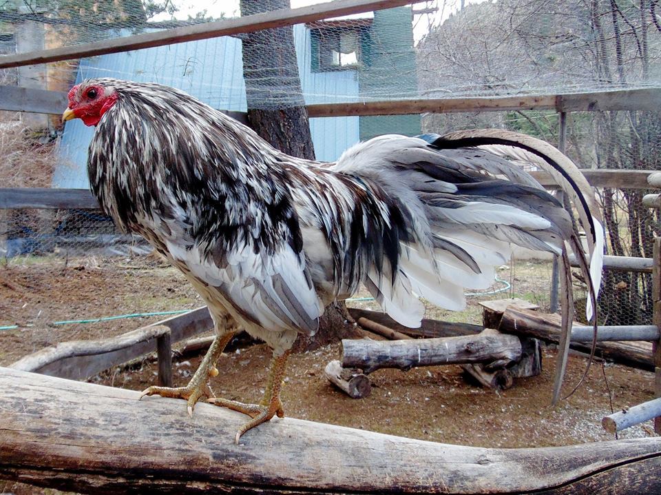 What Breed is this hen | BackYard Chickens - Learn How to Raise Chickens