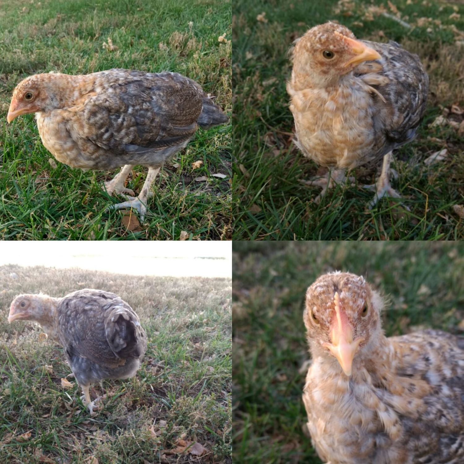 Sexes on my 4-6 week old chicks? | BackYard Chickens - Learn How to ...