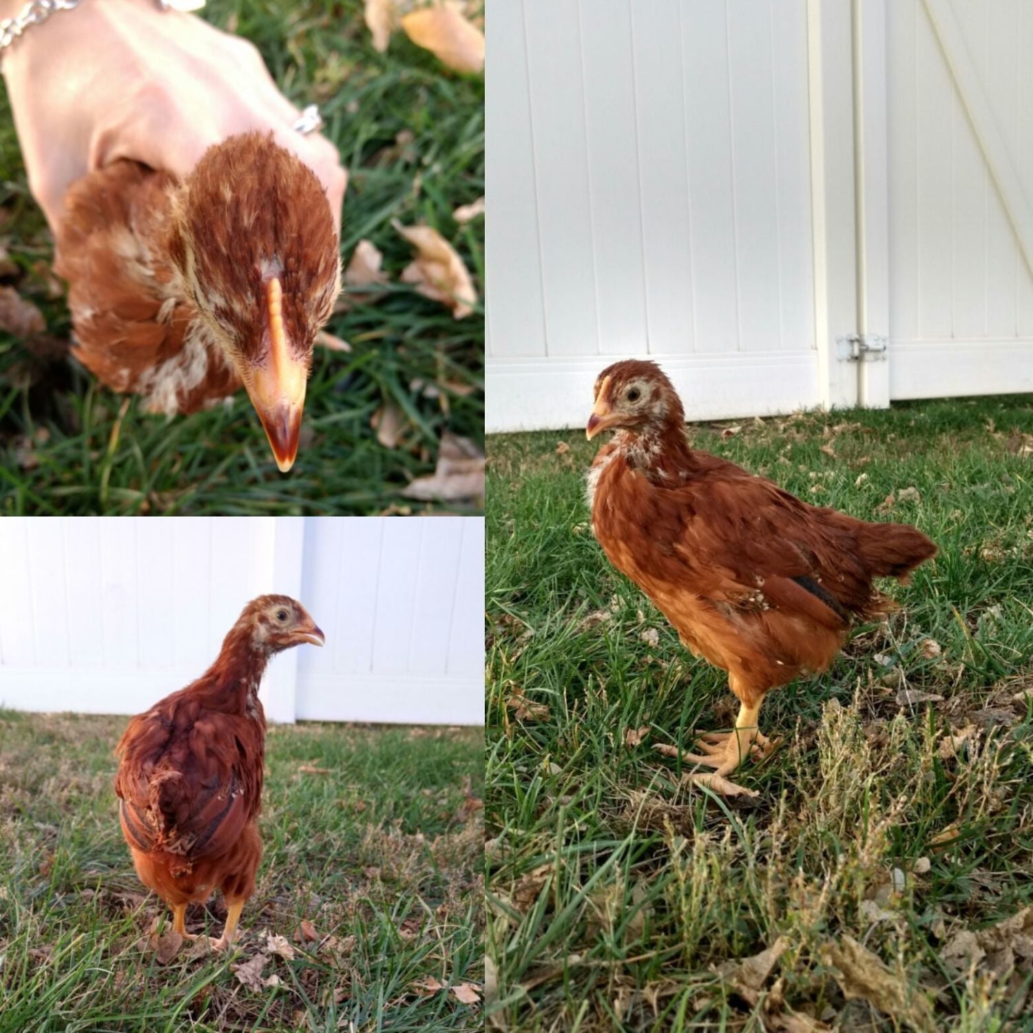 Sexes on my 4-6 week old chicks? | BackYard Chickens - Learn How to ...