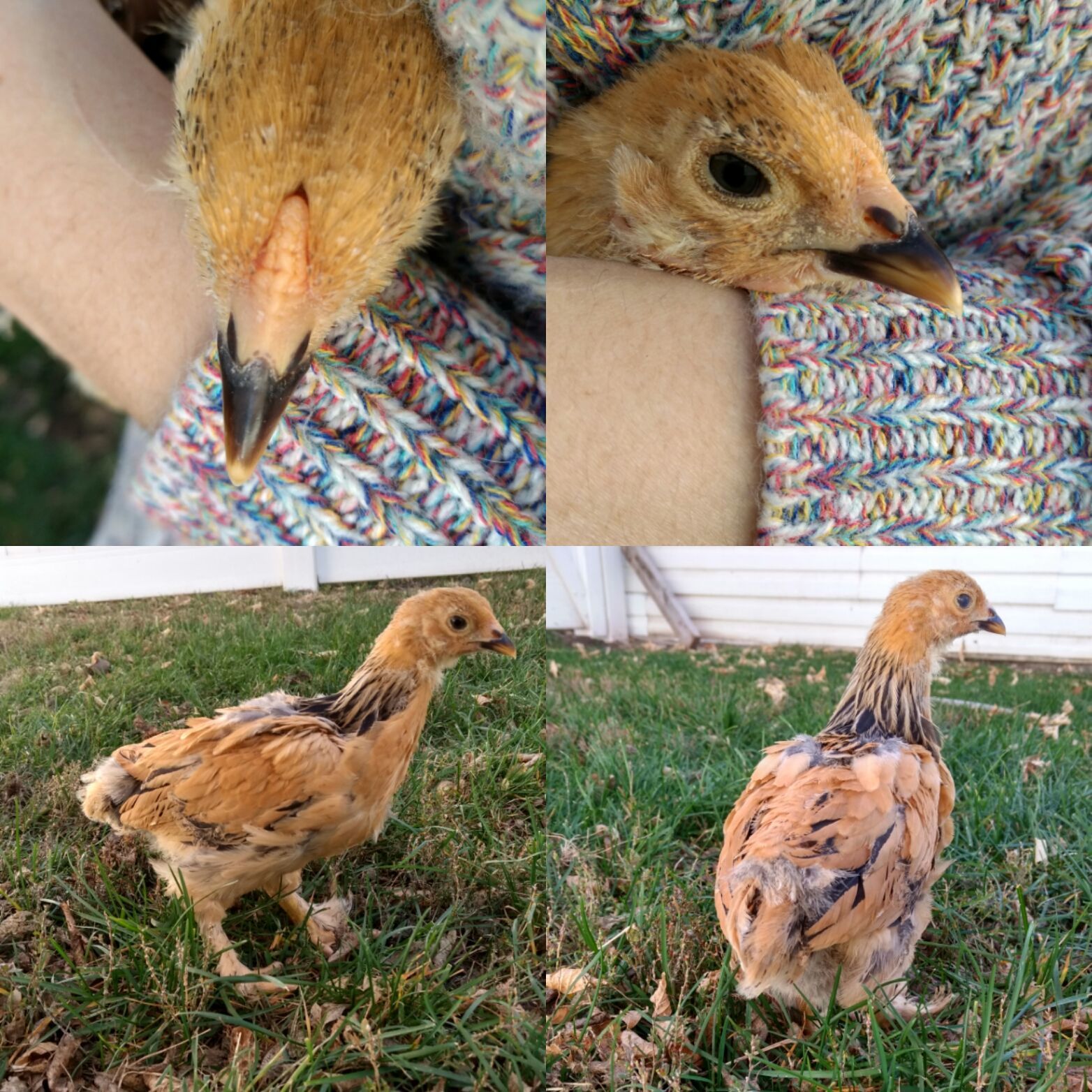 Sexes on my 4-6 week old chicks? | BackYard Chickens - Learn How to ...