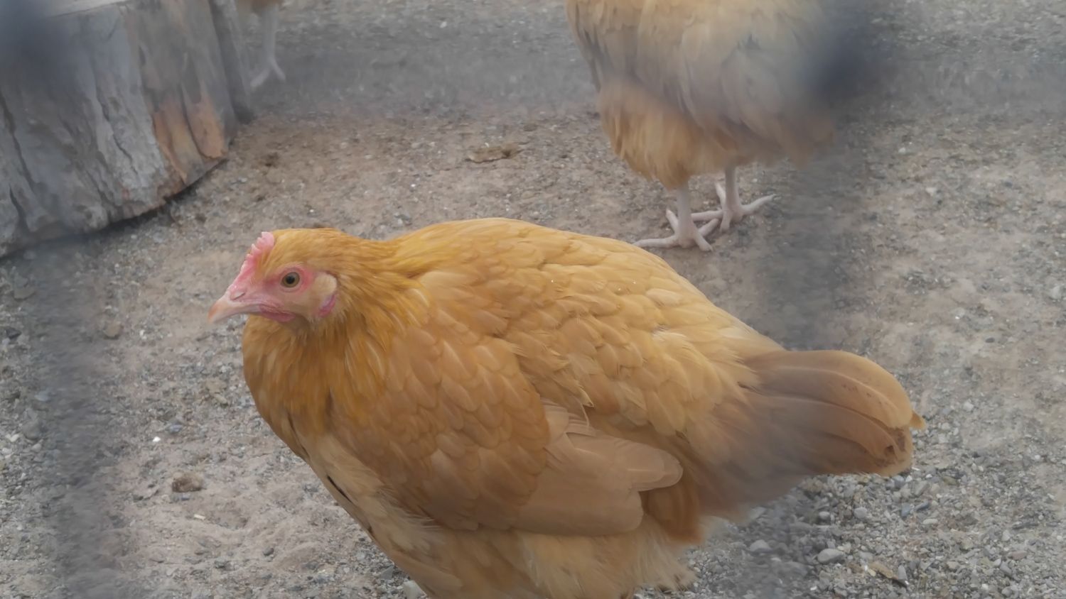 Buff Orpington hen or roo? | BackYard Chickens - Learn How to Raise ...