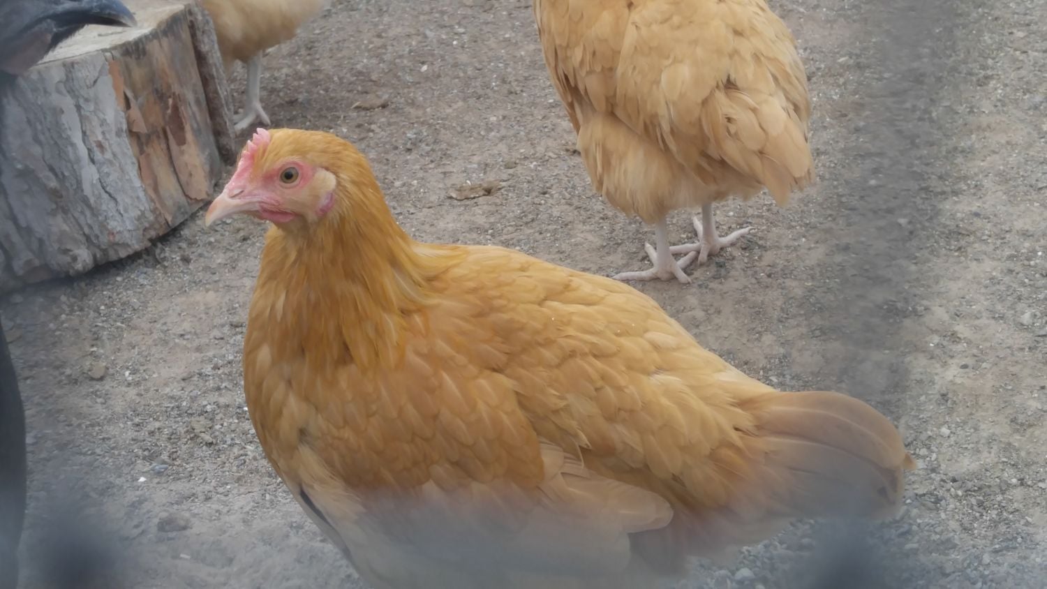 Buff Orpington hen or roo? | BackYard Chickens - Learn How to Raise ...
