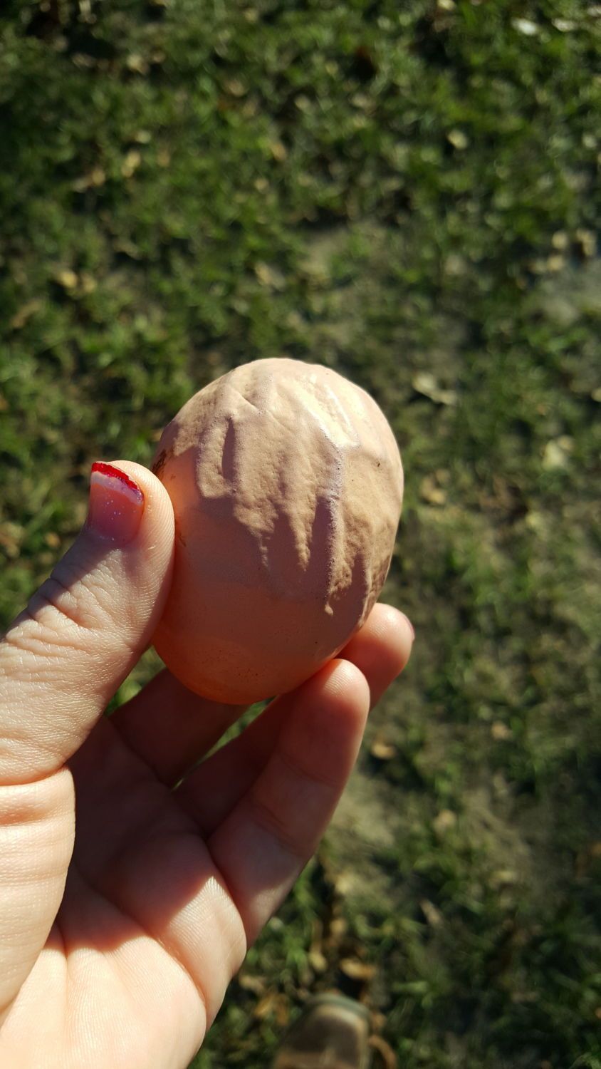 Alien Egg... | BackYard Chickens - Learn How to Raise Chickens