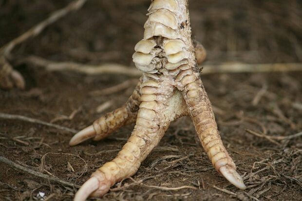 Normal feet..? | BackYard Chickens - Learn How to Raise Chickens