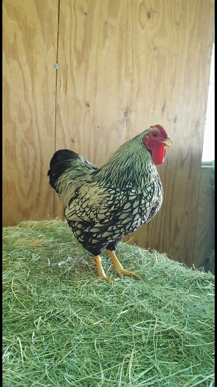 Are my Wyandotte bantams show quality? | BackYard Chickens - Learn How ...