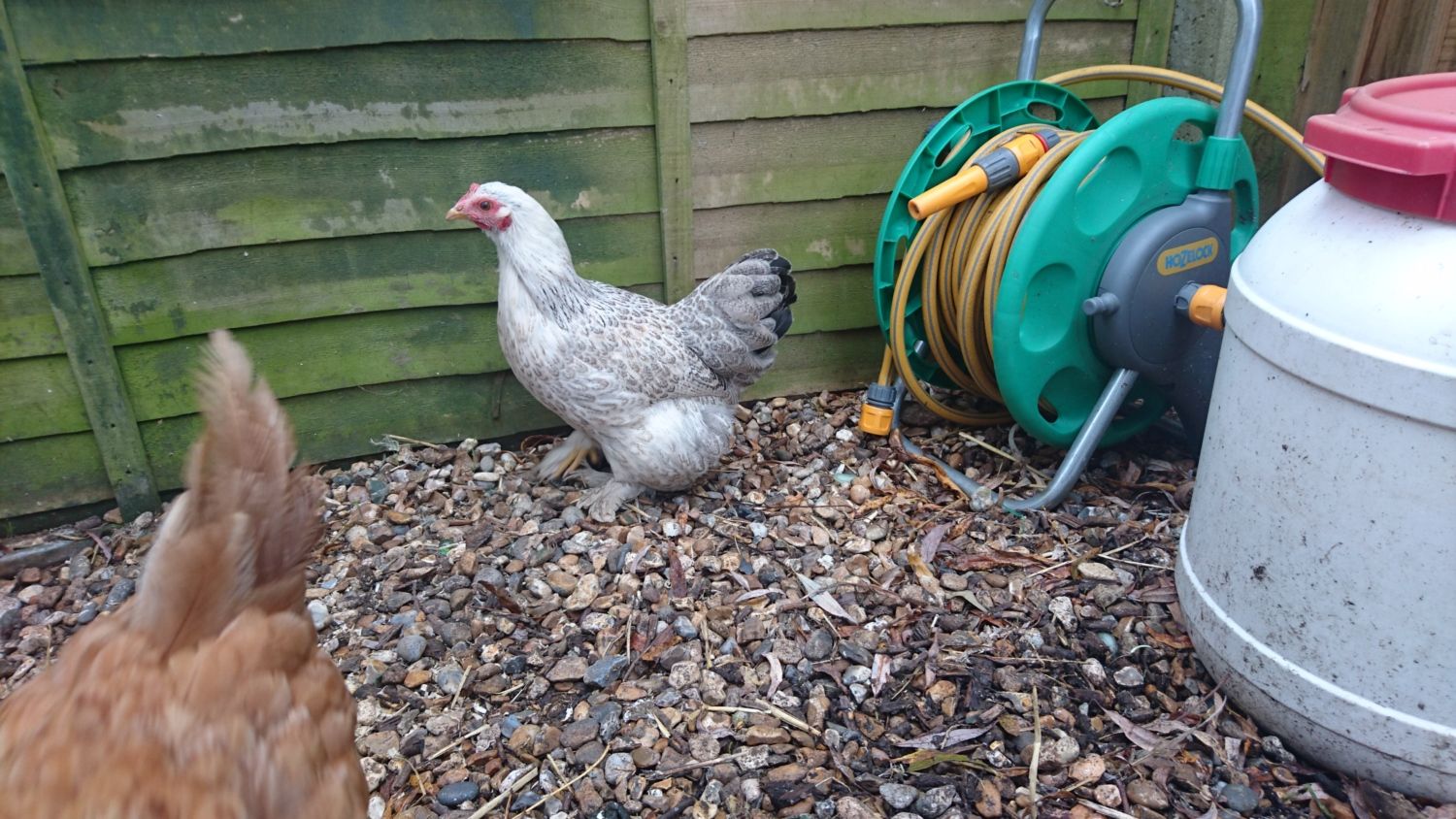 Silver pencilled cochin bantam?! Roo or hen? | BackYard Chickens ...