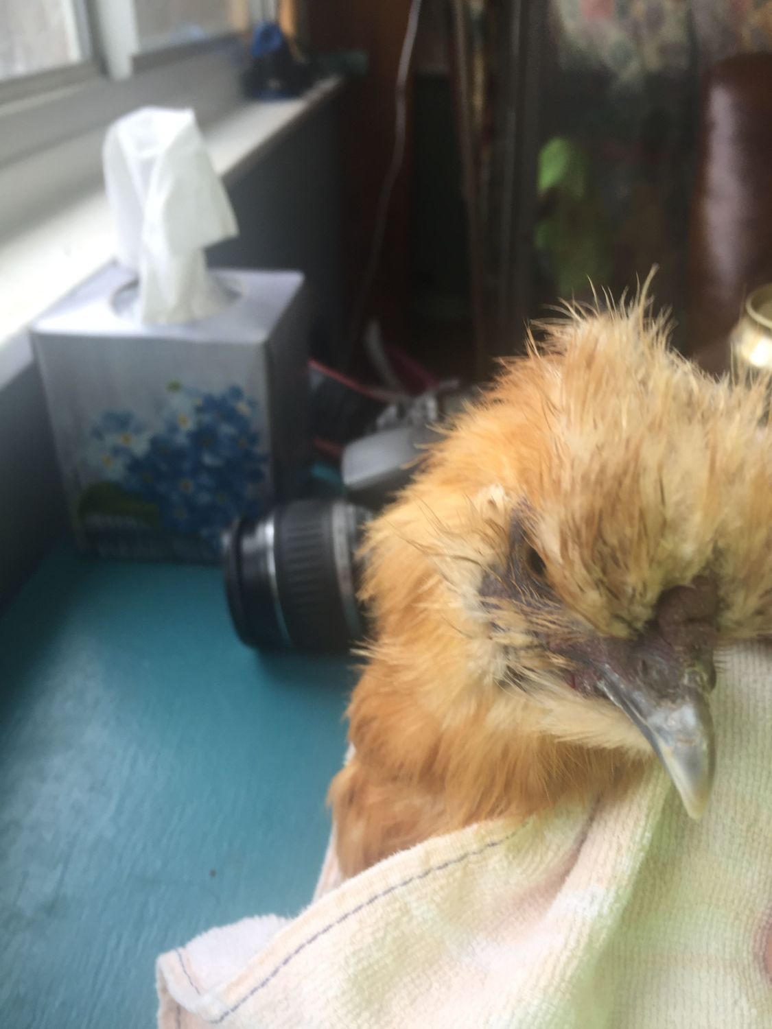 Is this feather picking | BackYard Chickens - Learn How to Raise Chickens