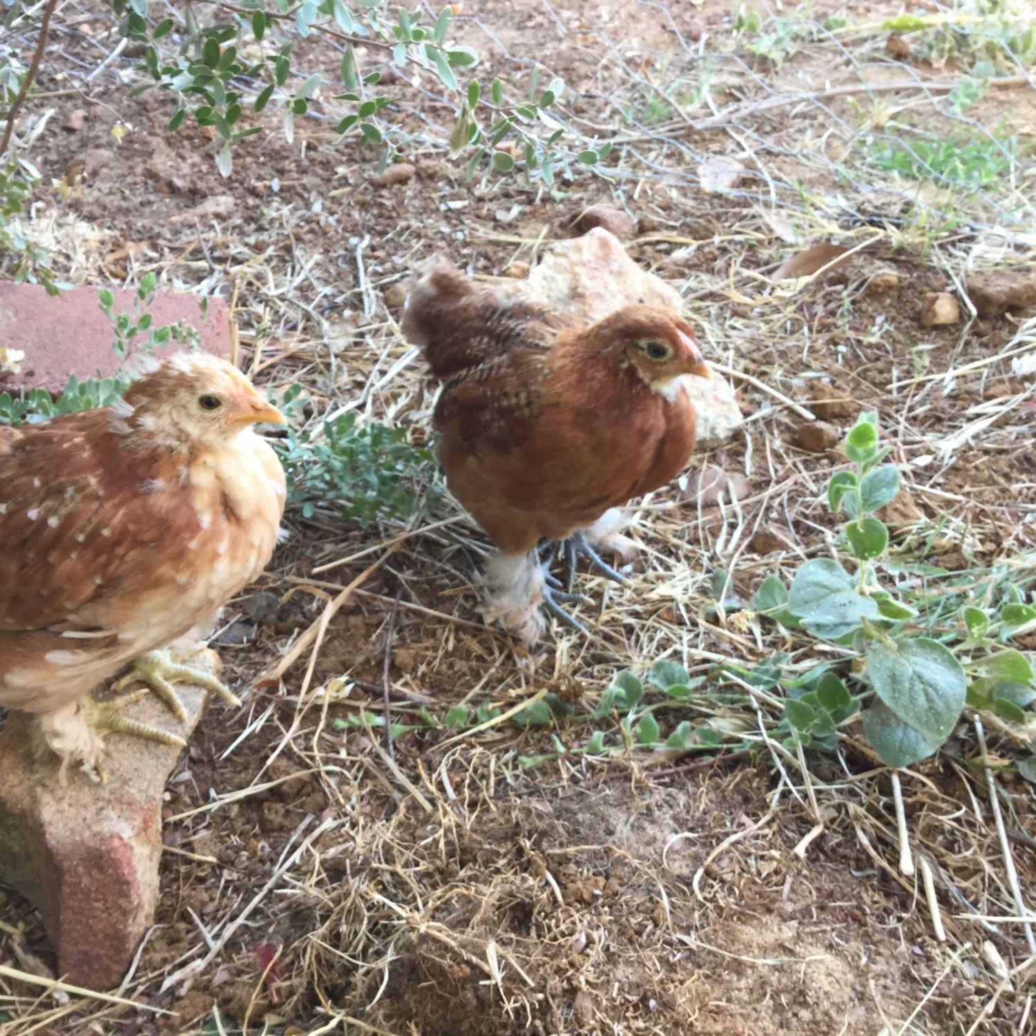 6 week old bantams......pullets or cockerals?? | BackYard Chickens ...