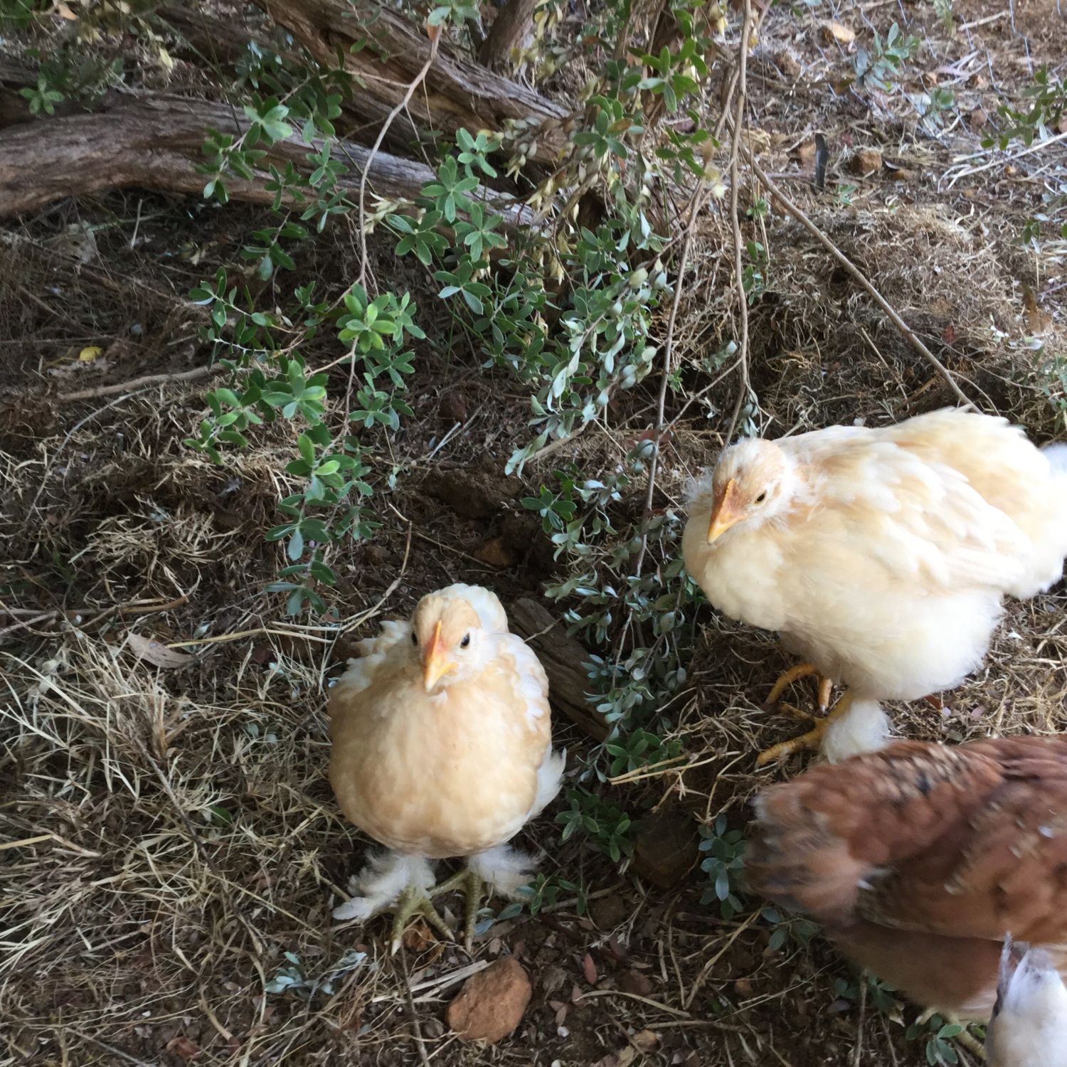 6 week old bantams......pullets or cockerals?? | BackYard Chickens ...
