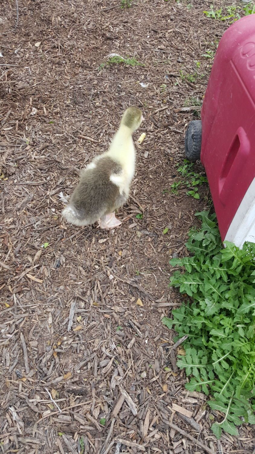 What breed is this gosling | BackYard Chickens - Learn How to Raise ...