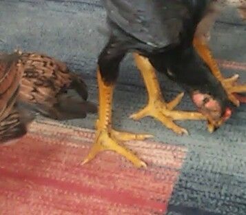 Young chicken weird feet?? | BackYard Chickens - Learn How to Raise ...