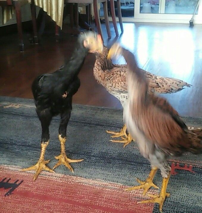 Young chicken weird feet?? | BackYard Chickens - Learn How to Raise ...