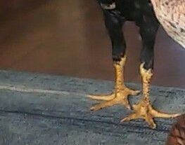 Young chicken weird feet?? | BackYard Chickens - Learn How to Raise ...