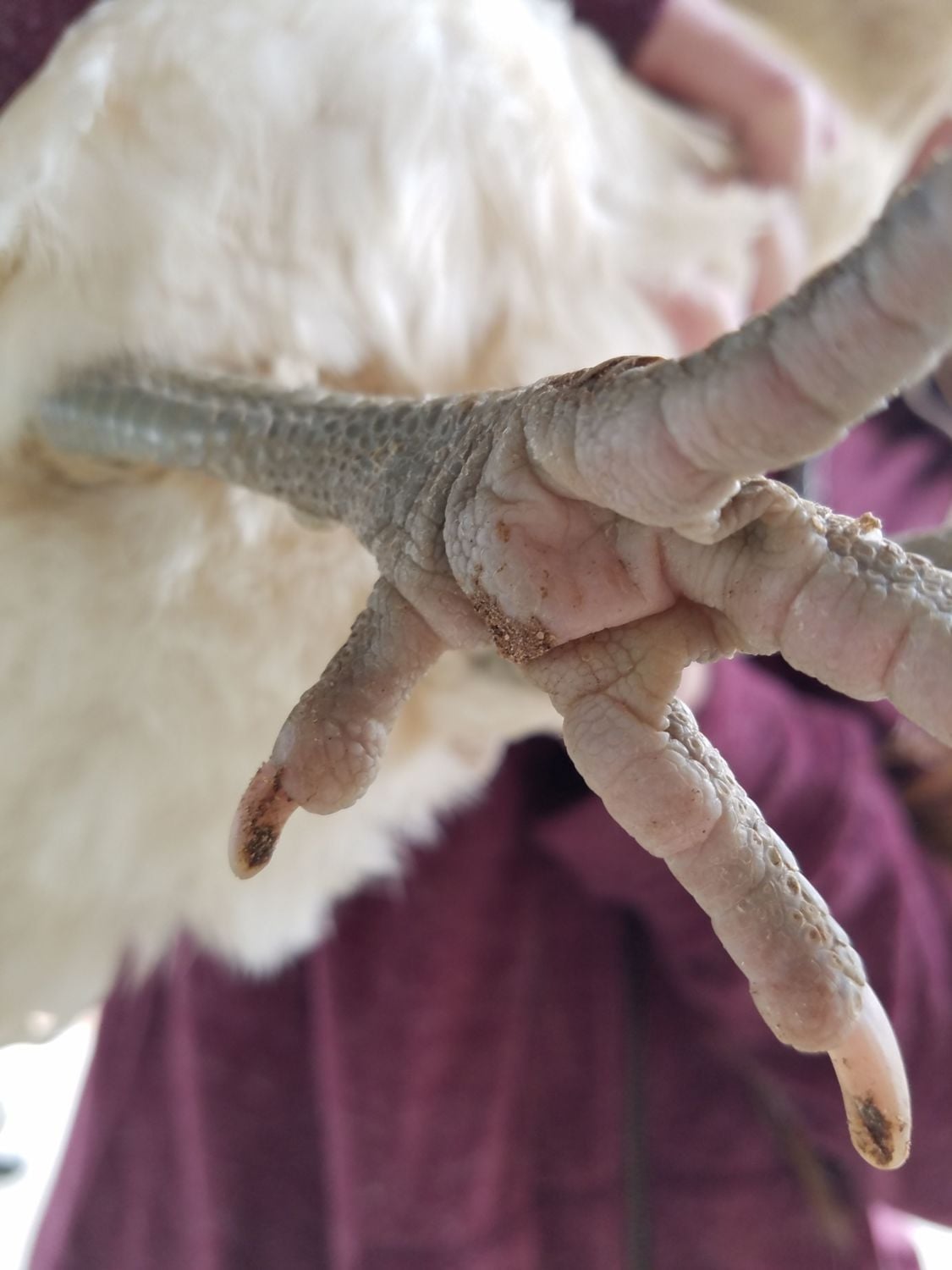 Injury or bubble foot? | BackYard Chickens - Learn How to Raise Chickens