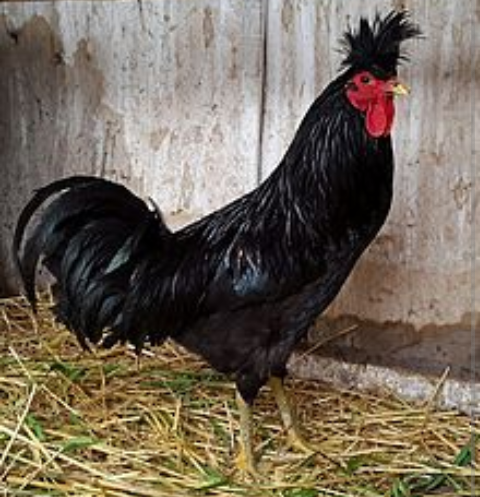 my kosovo long crowing rooster | BackYard Chickens - Learn How to Raise ...