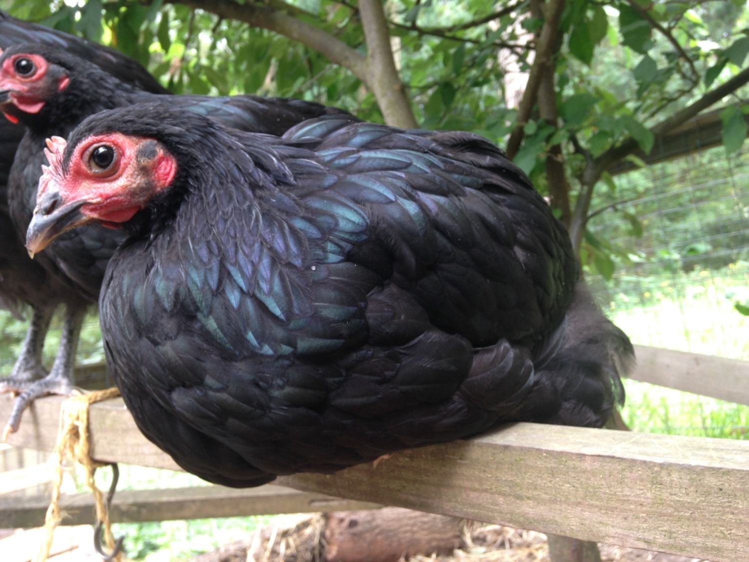 Sexing Bantam Australorps | BackYard Chickens - Learn How to Raise Chickens