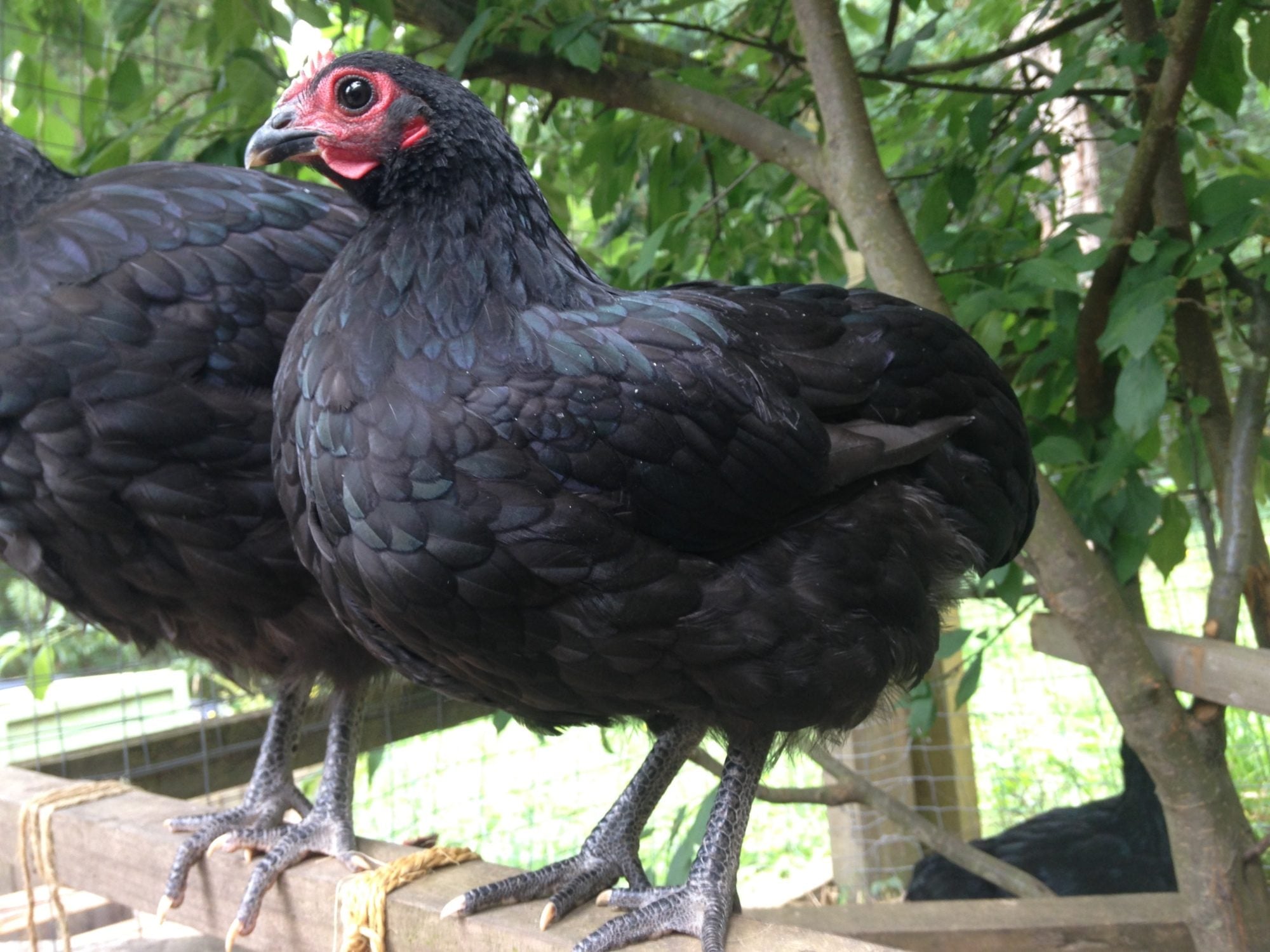 Sexing Bantam Australorps | BackYard Chickens - Learn How to Raise Chickens