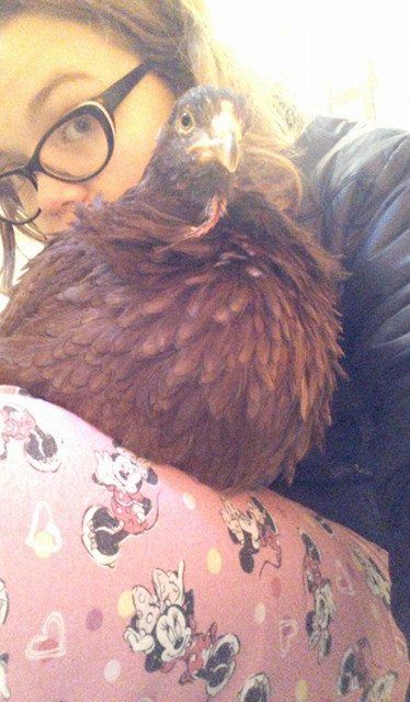 Pullet Throat Laceration--She panicked and her talons caught the skin ...