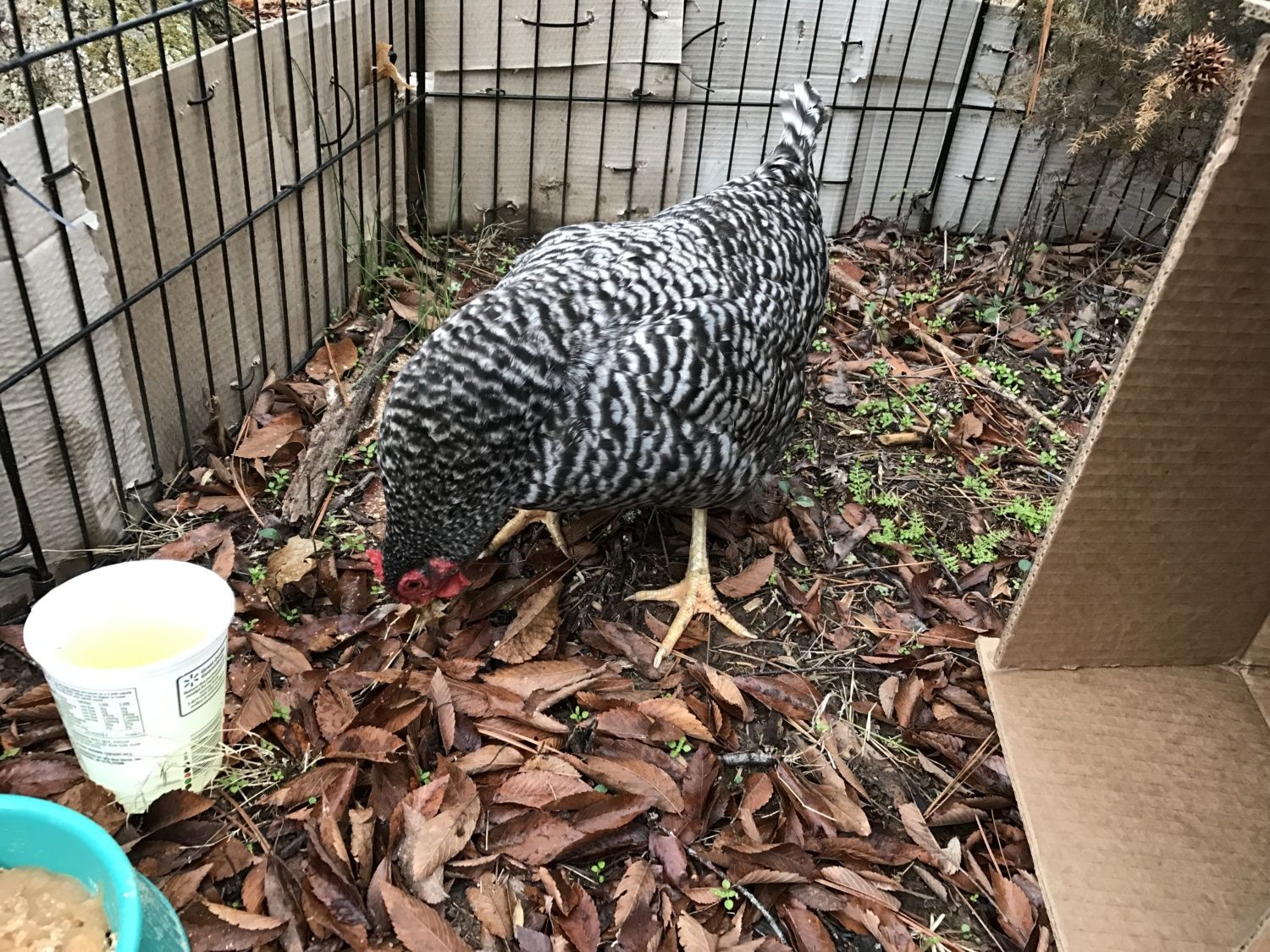Droopy head, Green diarrhea *Update* | Page 4 | BackYard Chickens ...