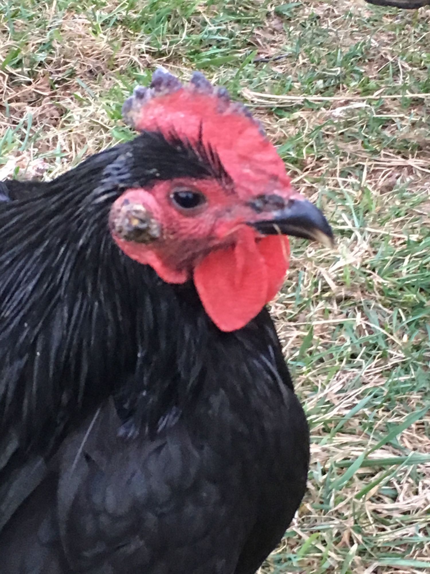 Rooster injury | BackYard Chickens - Learn How to Raise Chickens